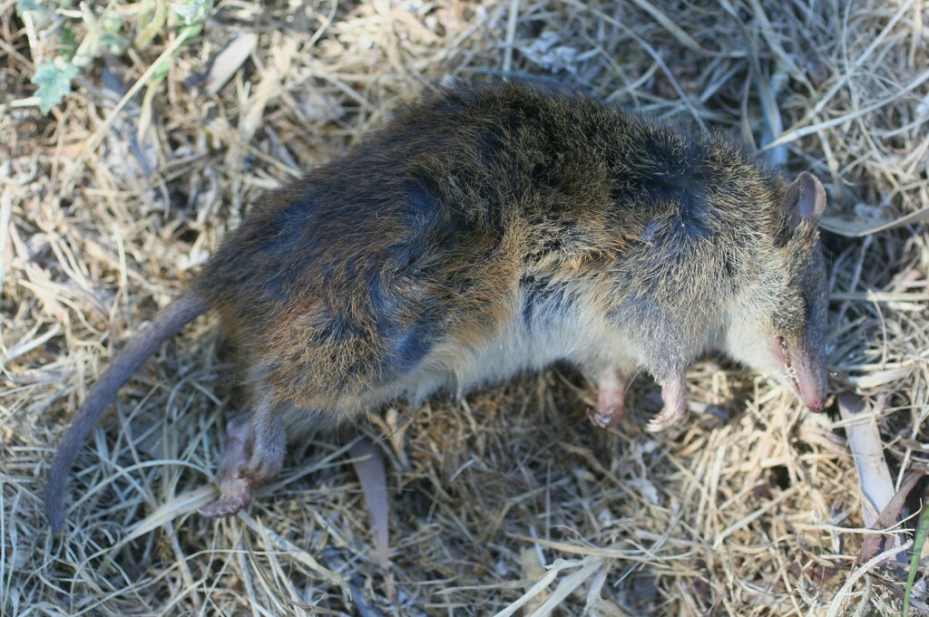 Swamp Antechinus from Bellbrae VIC 3228, Australia on November 17, 2023 ...