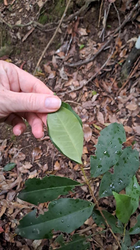Bellbird Vine from Karangi NSW 2450, Australia on November 25, 2023 at 04:54 PM by coolduck ...