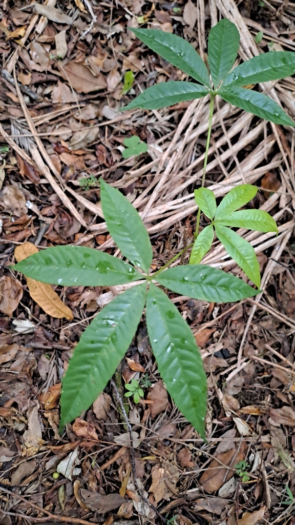 dicots from Karangi NSW 2450, Australia on November 25, 2023 at 04:52 PM by coolduck · iNaturalist