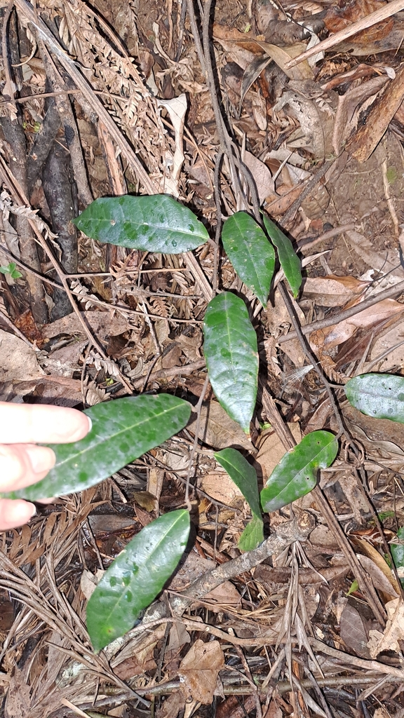 Burnie Vine from Karangi NSW 2450, Australia on November 25, 2023 at 04:51 PM by coolduck ...