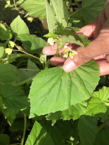 Shining begonia (Begonia humilis)