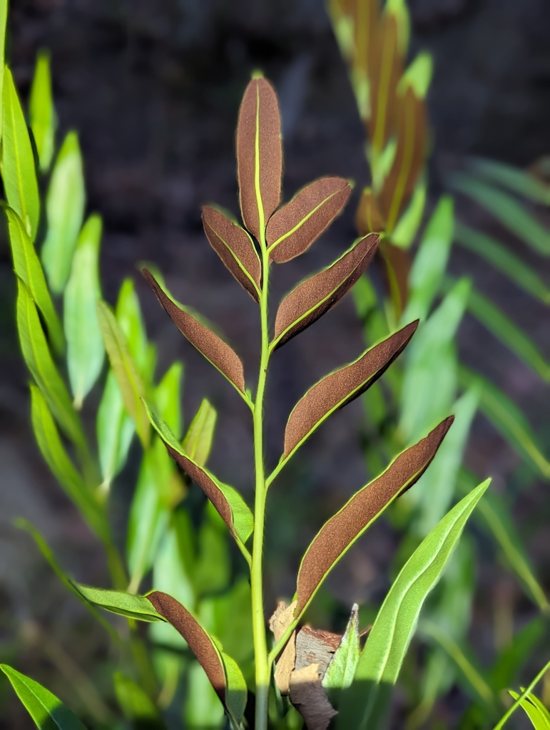 Mangrove Fern (Acrostichum speciosum) - Botanical Realm
