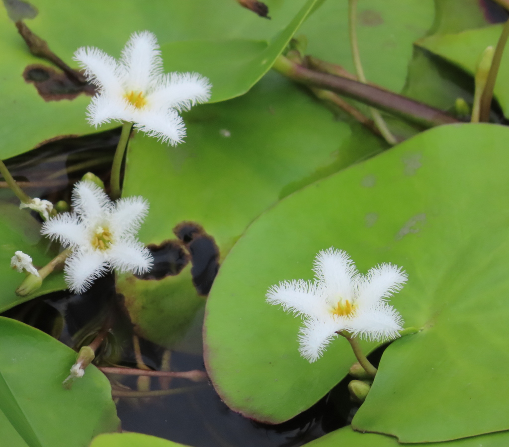 Water Snowflake in November 2023 by Andy Goerdel - Texas Master ...