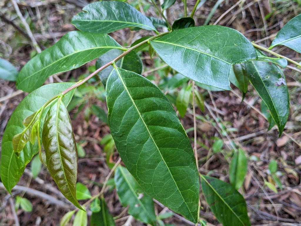 Cheese Tree from Valla NSW 2448, Australia on November 24, 2023 at 05: ...