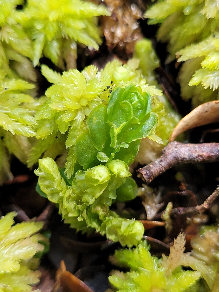 Treubia pygmaea from Arthurs Pass, Arthur's Pass National Park, NZ-CA ...
