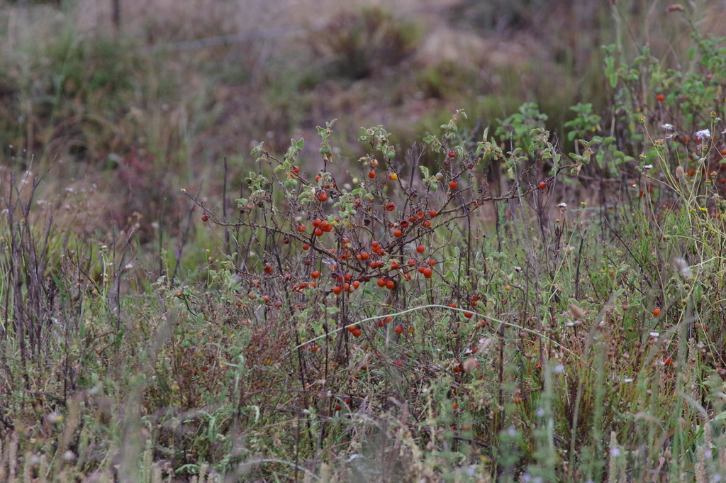 Common Snake-apple from Loop to the north of Makana LM via Hounslow ...