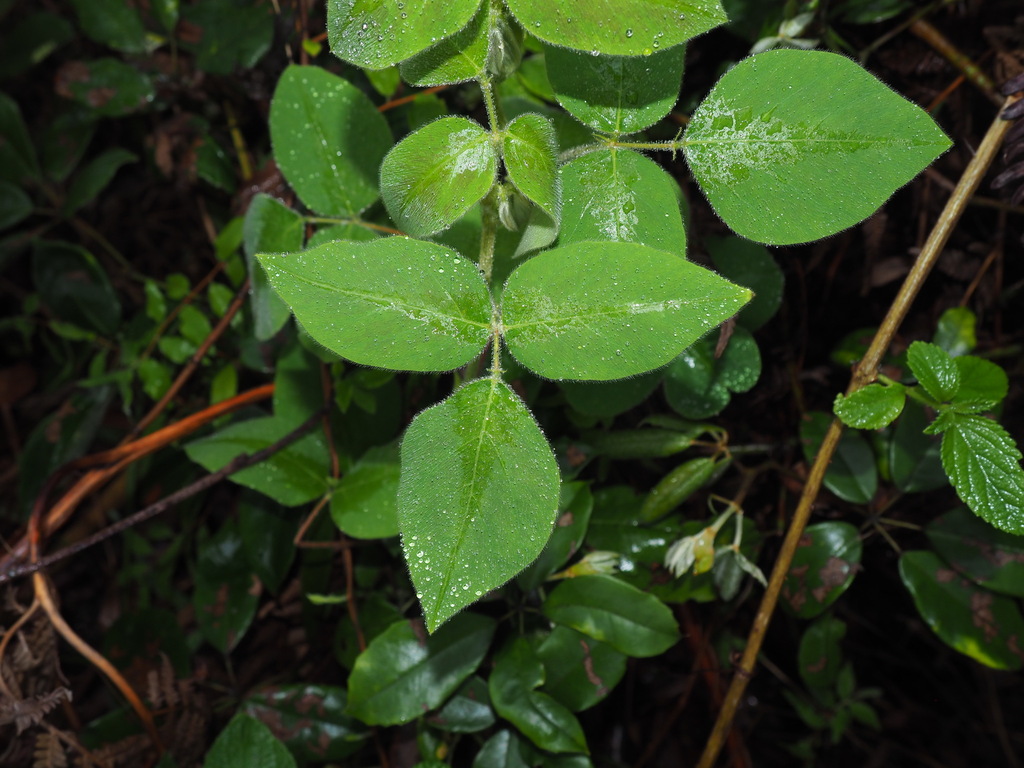Silverleaf Desmodium from Valla NSW 2448, Australia on November 24 ...