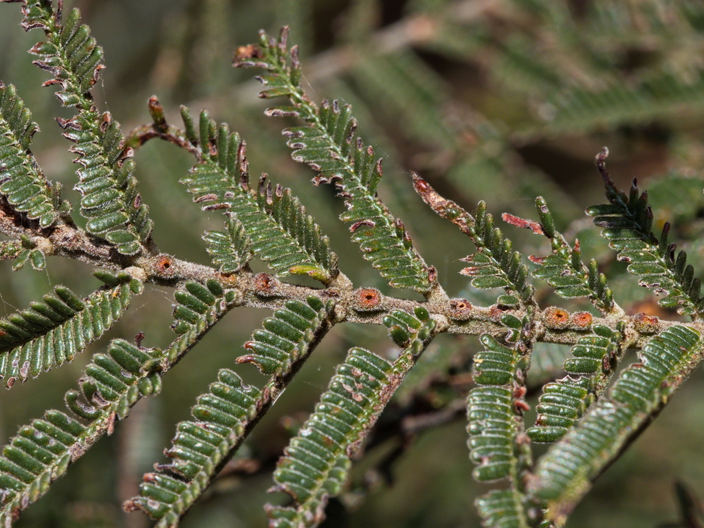 black wattle from Inverleigh VIC 3321, Australia on November 25, 2023 ...