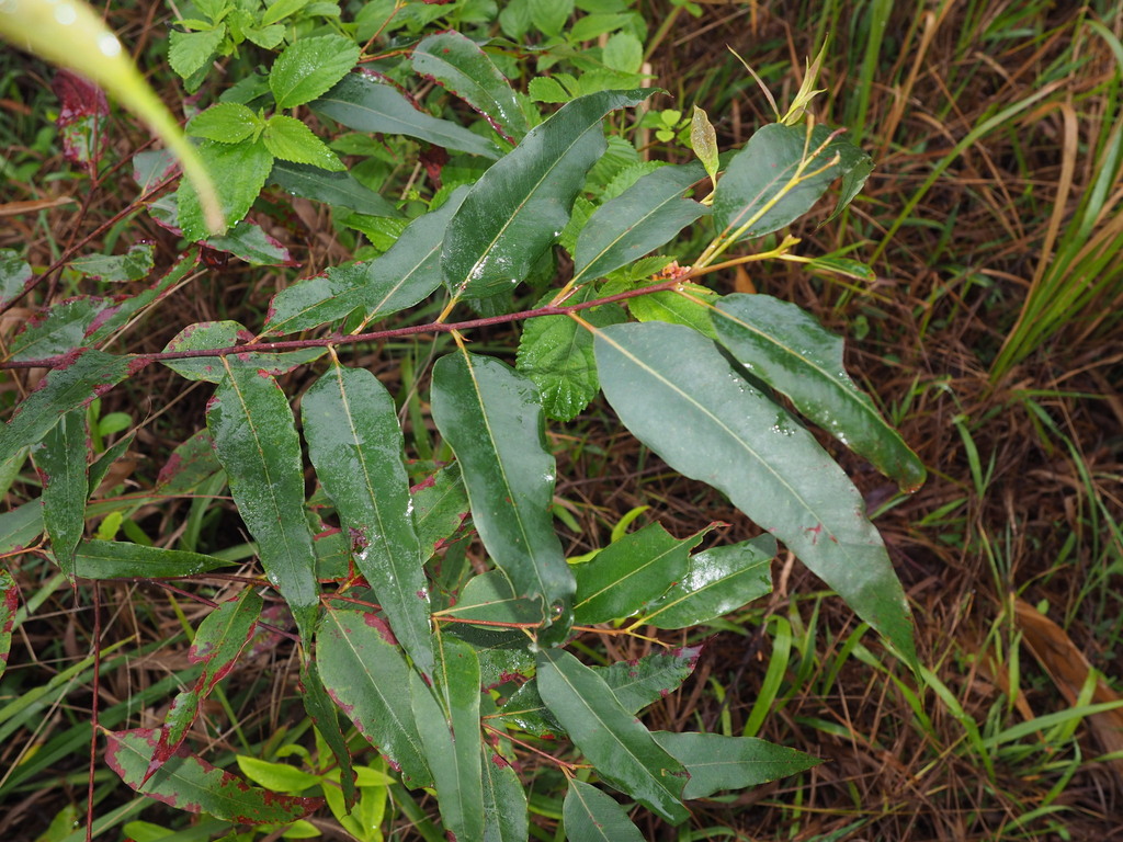 eucalyptus from Valla NSW 2448, Australia on November 24, 2023 at 07:10 AM by Nathanael Green ...