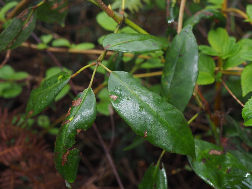 Five-Leaved Water Vine from Valla NSW 2448, Australia on November 24, 2023 at 07:12 AM by ...