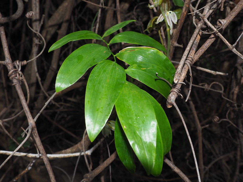 Climbing Lily from Valla NSW 2448, Australia on November 24, 2023 at 07:18 AM by Nathanael Green ...