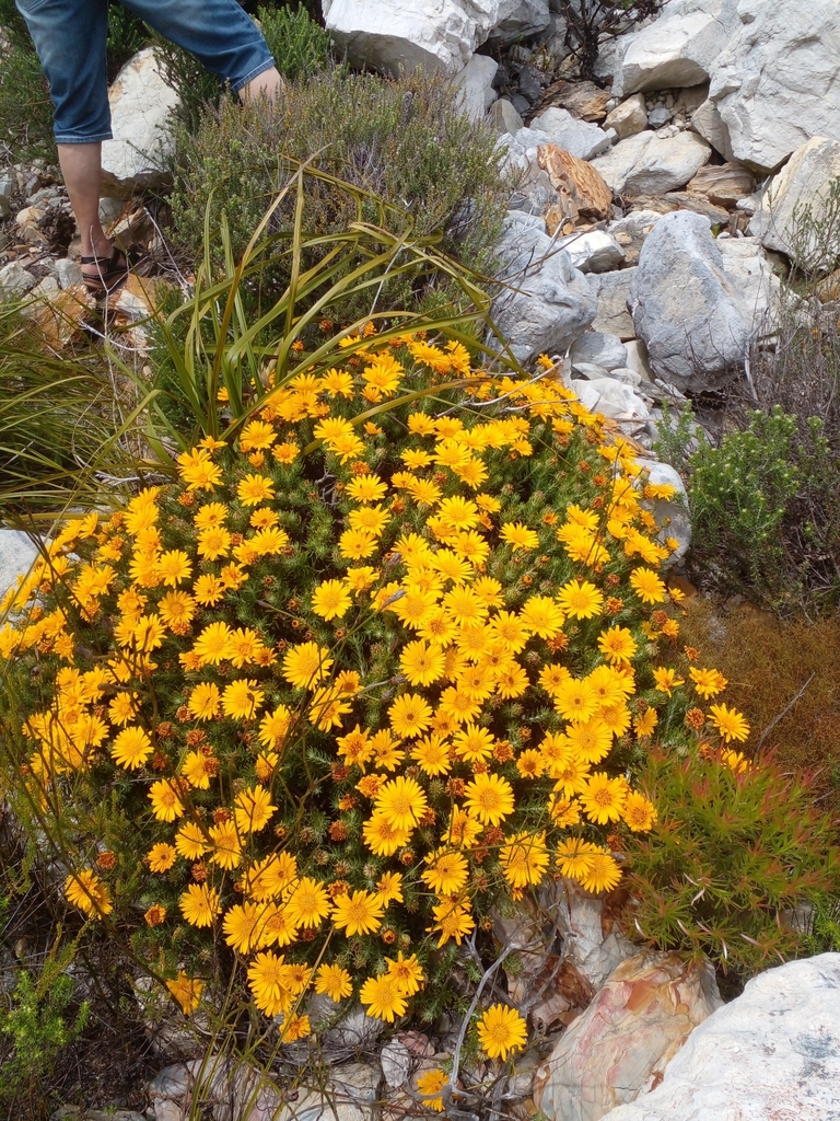 Common Rockdaisy from Overstrand Local Municipality, South Africa on ...