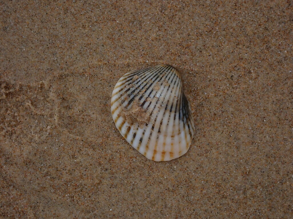 Sydney Cockle from Coffs Harbour, NSW, Australia on November 25, 2023 ...