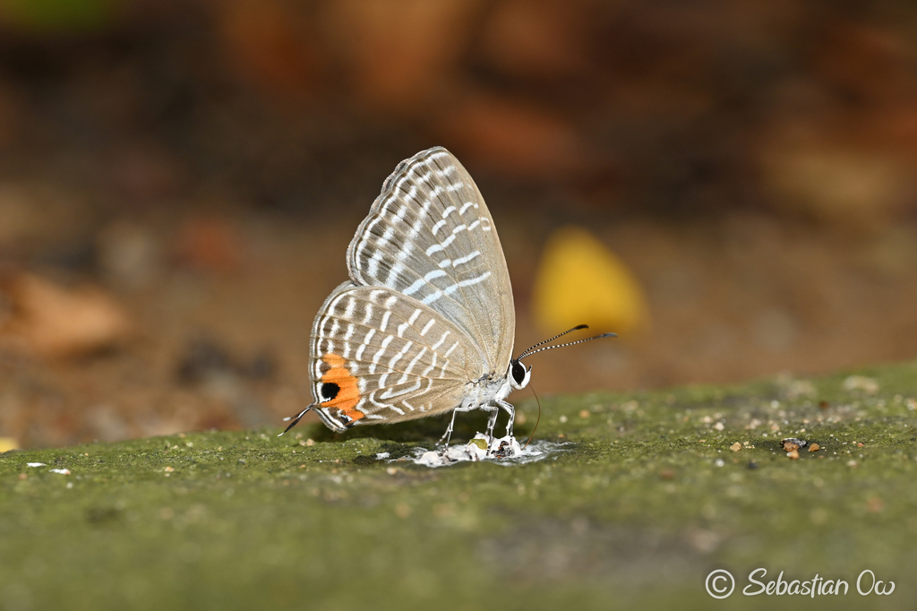 Metallic Cerulean from Tanglin, Singapore on November 25, 2023 at 02:09 ...