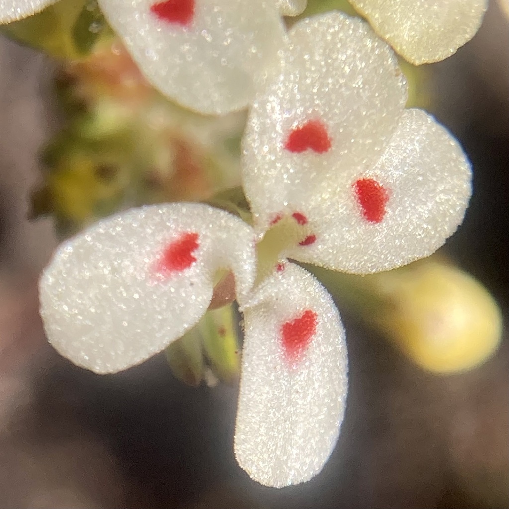 Dotted Triggerplant (Stylidium guttatum) - Botanical Realm