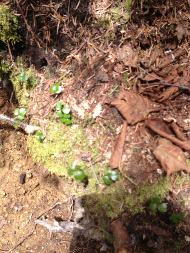 threeleaf goldthread on May 19, 2013 at 12:14 PM by Charlie Hohn ...