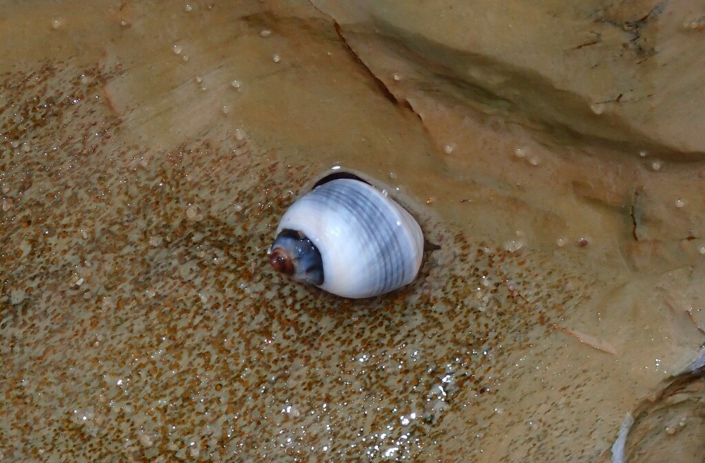 Little Blue Periwinkle from Coffs Harbour, NSW, Australia on November ...