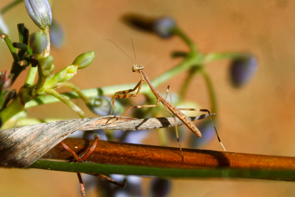 Australian Grass Mantises from University Club, Sippy Downs QLD 4556 ...