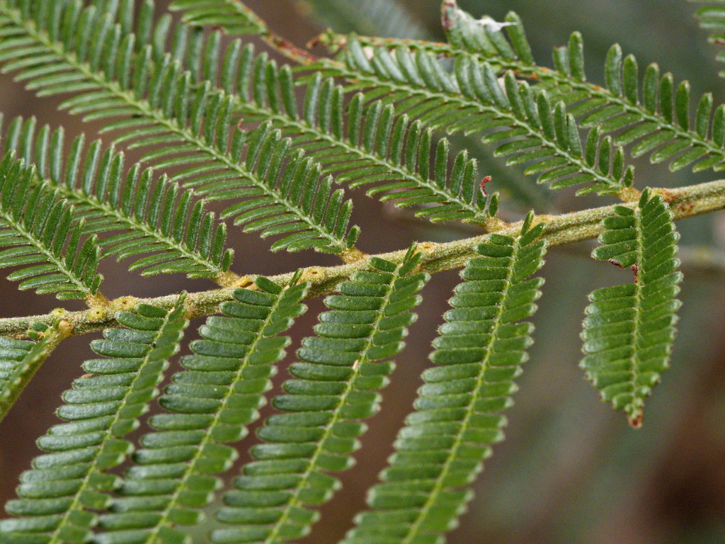 black wattle from Bannockburn VIC 3331, Australia on November 25, 2023 ...