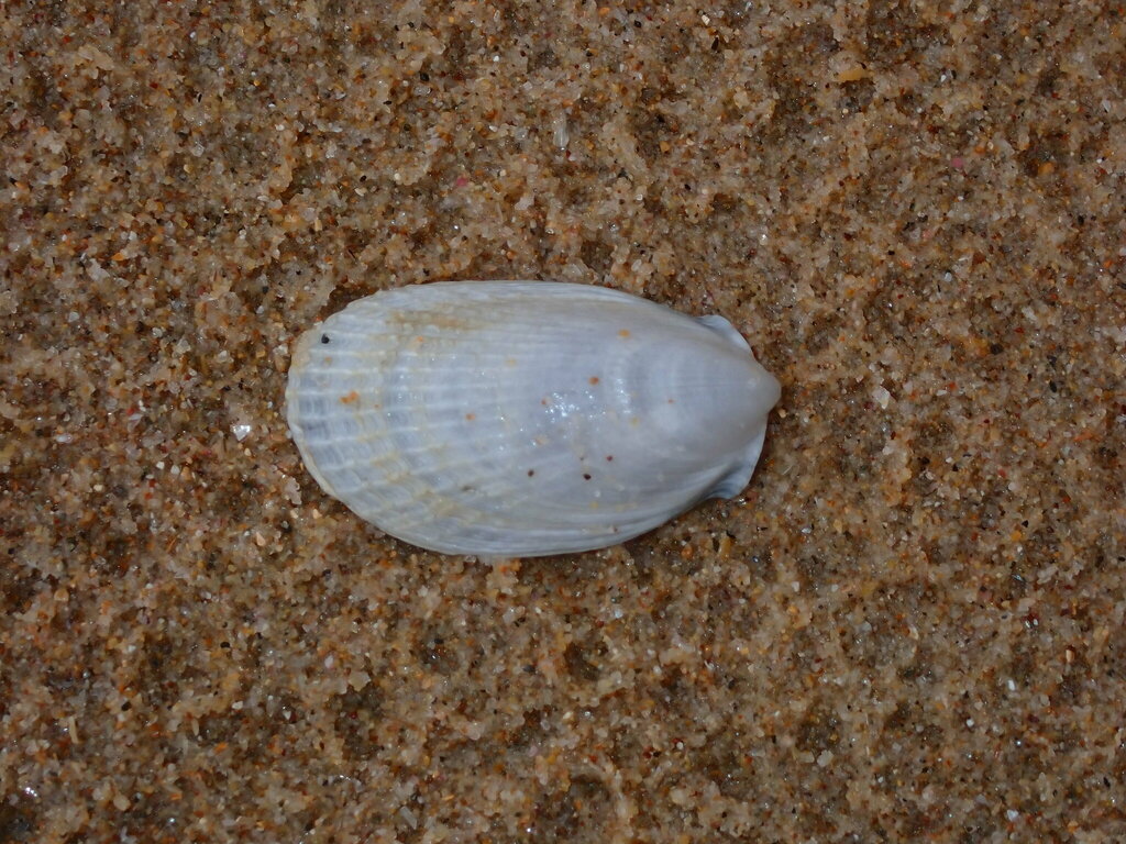 Limatula strangei from Coffs Harbour, NSW, Australia on November 25, 2023 at 04:01 PM by Adrian ...