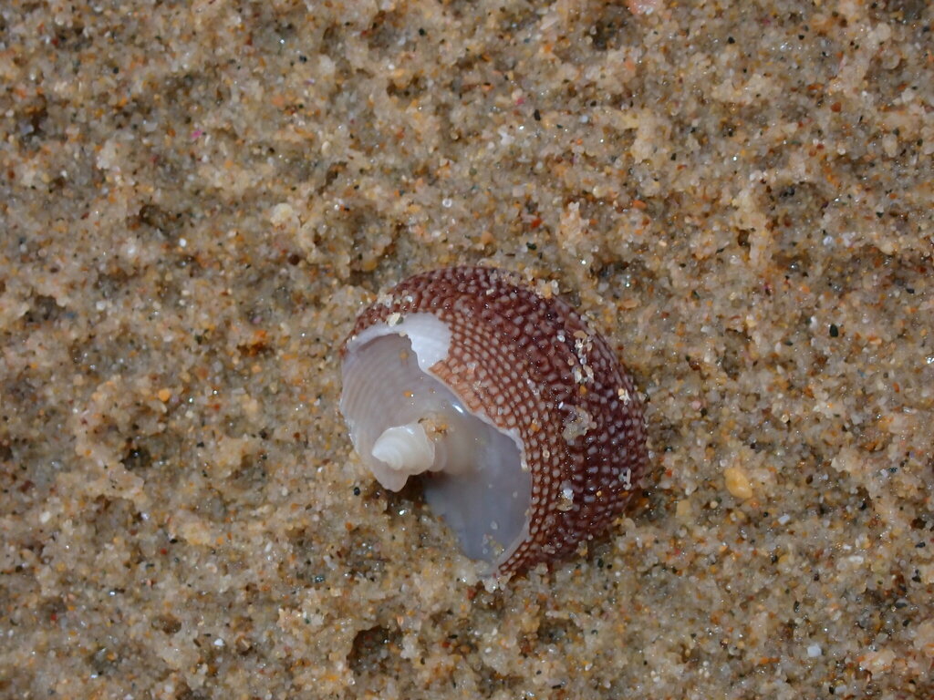 Clanculus maugeri from Coffs Harbour, NSW, Australia on November 25 ...