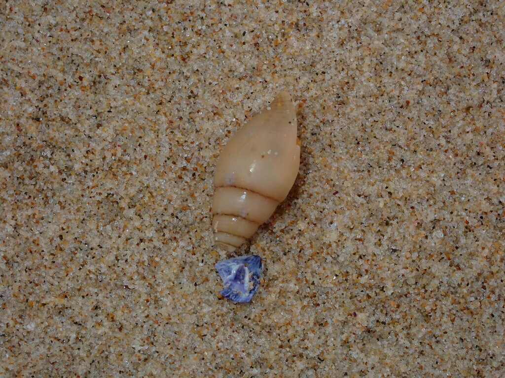 Quasimitra solida from Coffs Harbour, NSW, Australia on November 25, 2023 at 04:29 PM by Adrian ...