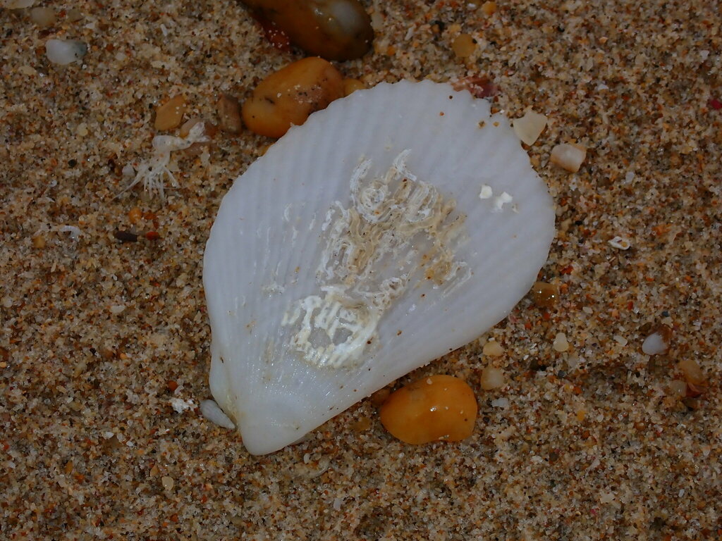 Lima nimbifer from Bundagen NSW 2454, Australia on November 25, 2023 at 04:31 PM by Adrian Gale ...