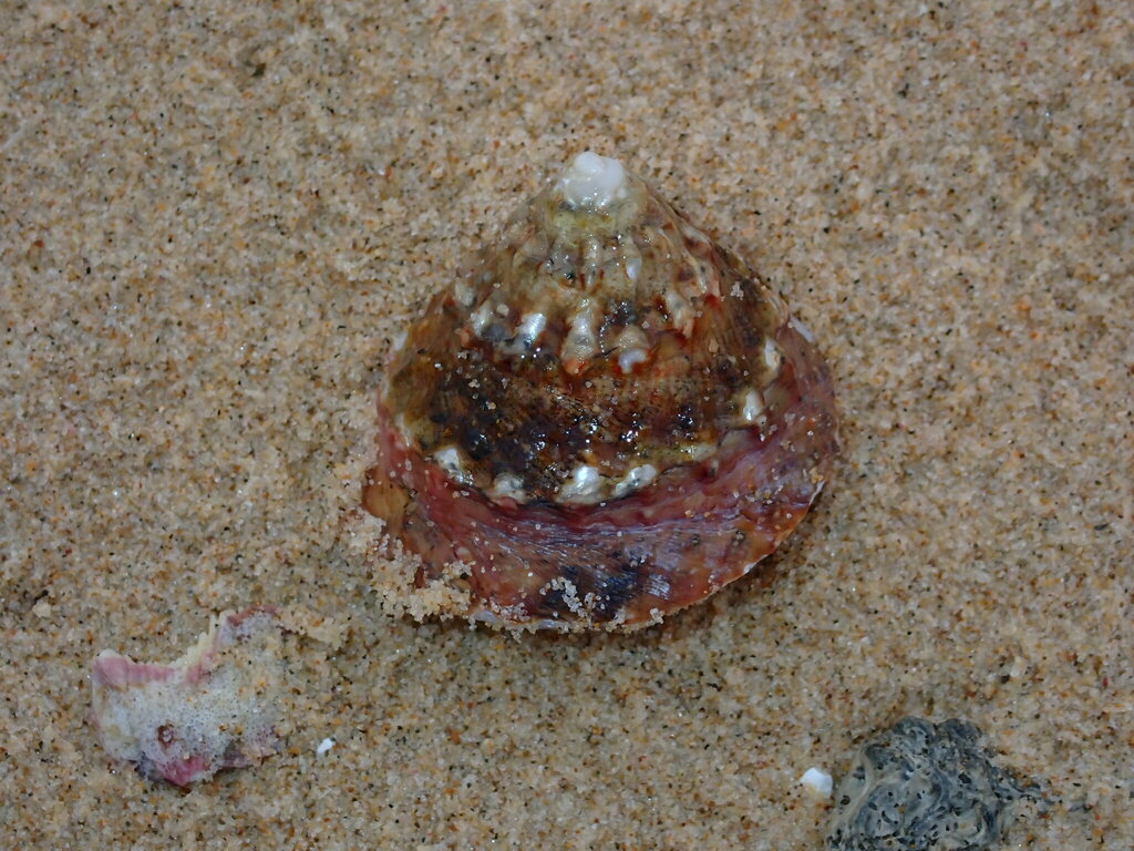 Common Tent Shell from Bundagen NSW 2454, Australia on November 25 ...