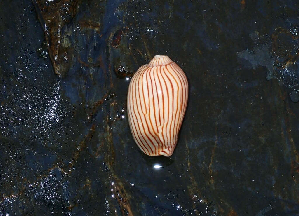 Zebra Volute from Coffs Harbour, NSW, Australia on November 25, 2023 at ...