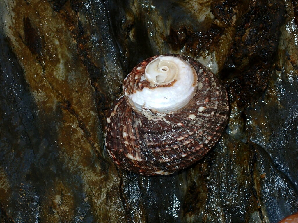 Rough turban shell from Coffs Harbour, NSW, Australia on November 25 ...