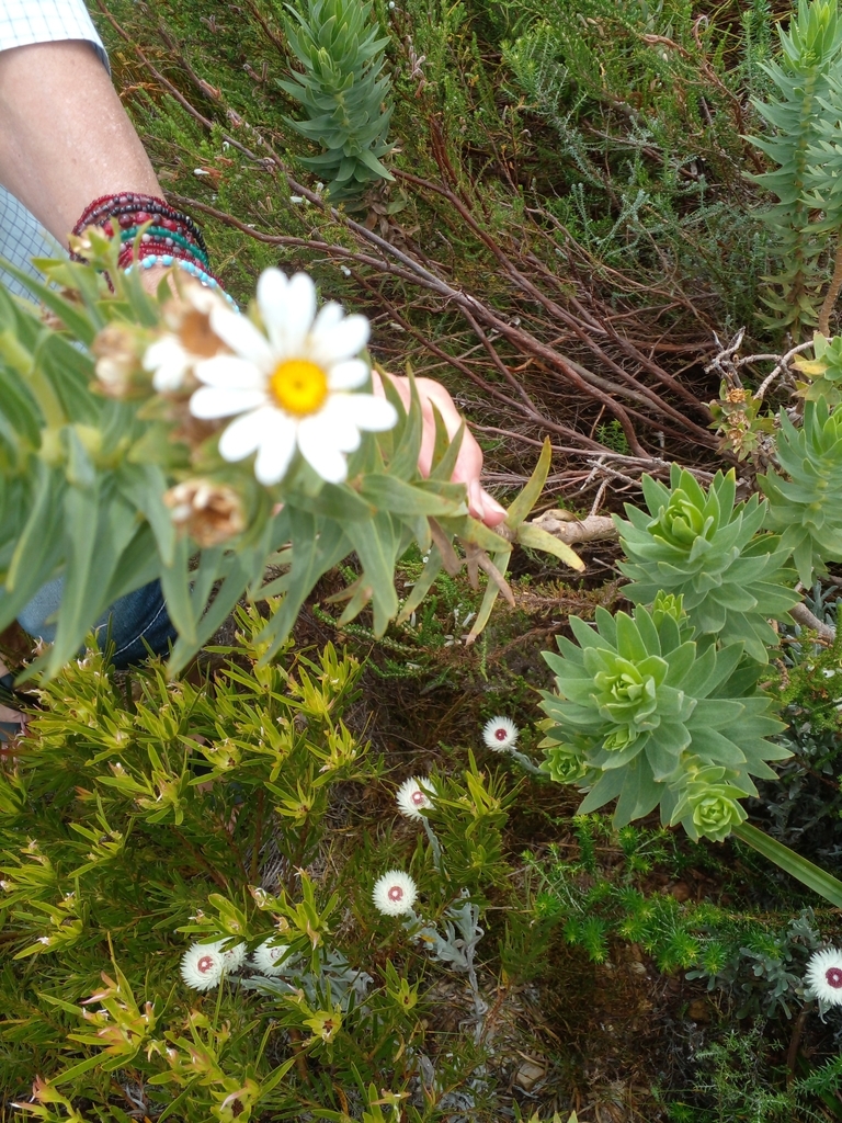 Swamp Daisy from Overstrand Local Municipality, South Africa on ...
