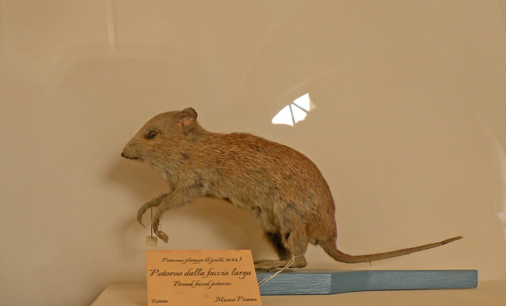 Broad-faced Potoroo (Potorous platyops) - Know Your Mammals