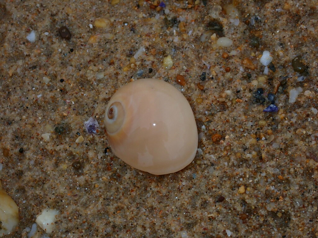 Bladder Moon Snail from Coffs Harbour, NSW, Australia on November 25 ...