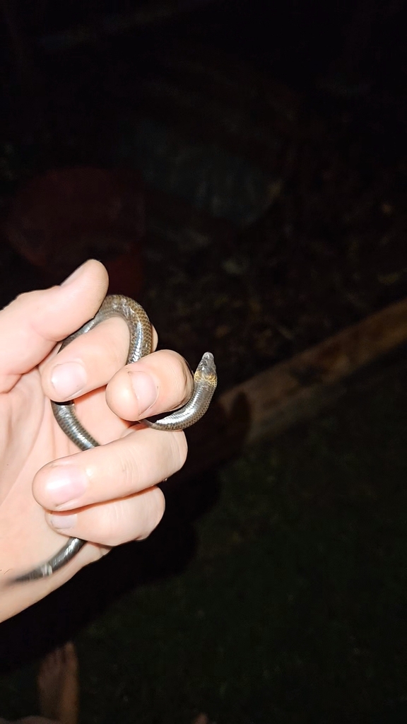 Three-clawed Worm-skink in November 2023 by Peta Jansma-Reid · iNaturalist