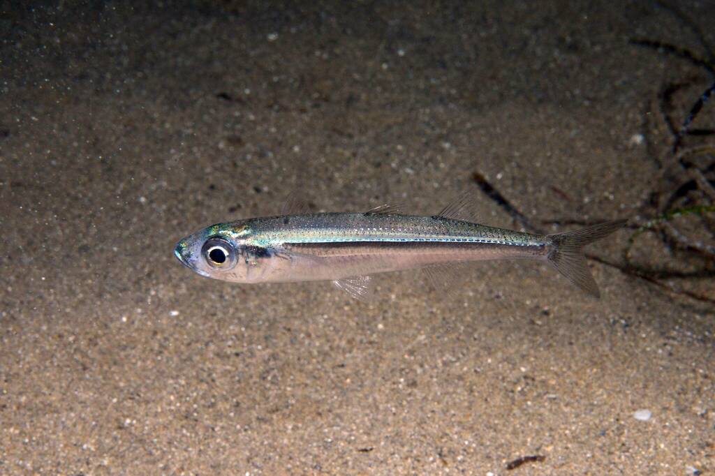 Big-scale Sand Smelt from Cabo de Palos, Espagne on July 23, 2023 at 12 ...