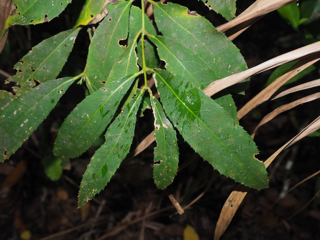Common Wilkiea from Valla NSW 2448, Australia on November 24, 2023 at 07:24 AM by Nathanael ...