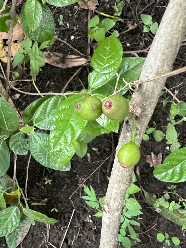 sandpaper fig in November 2023 by Sylvia Alexander · iNaturalist