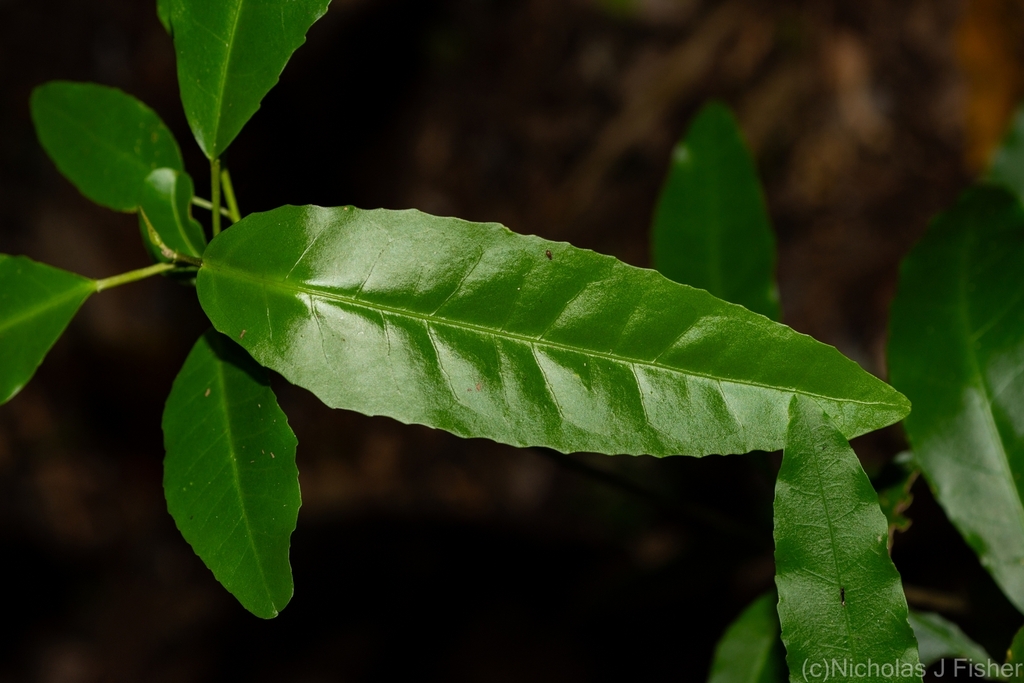 Green Native Cascarilla from Lismore NSW 2480, Australia on November 24 ...