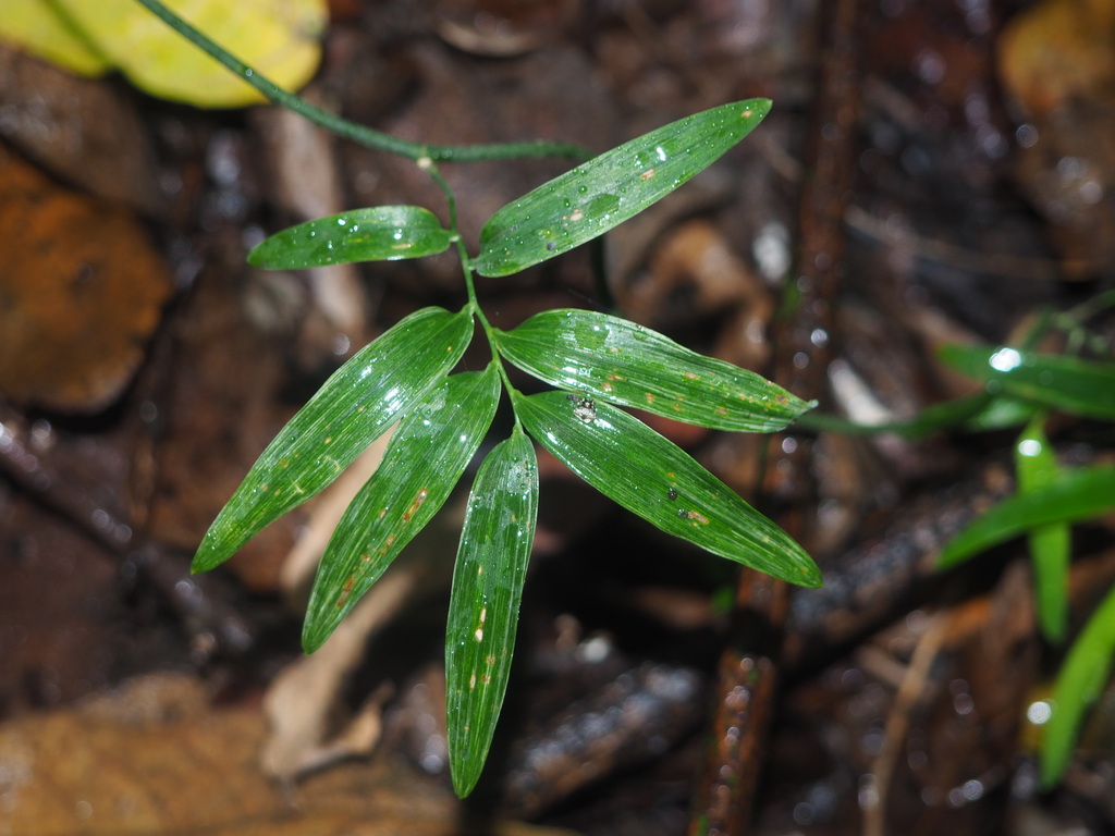 Climbing Lily from Valla NSW 2448, Australia on November 24, 2023 at 07:46 AM by Nathanael Green ...