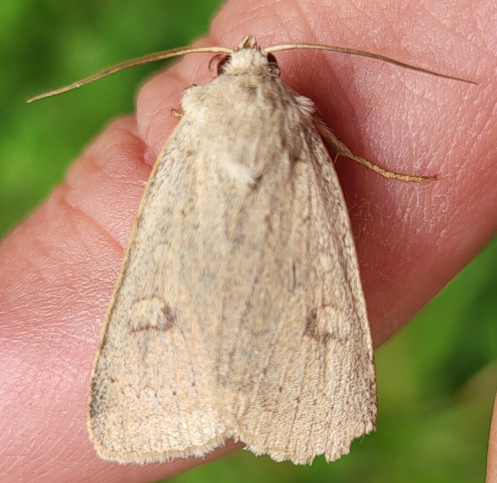 Neglected Rustic from 5472 Kastel, Bulgaria on September 27, 2022 at 12 ...