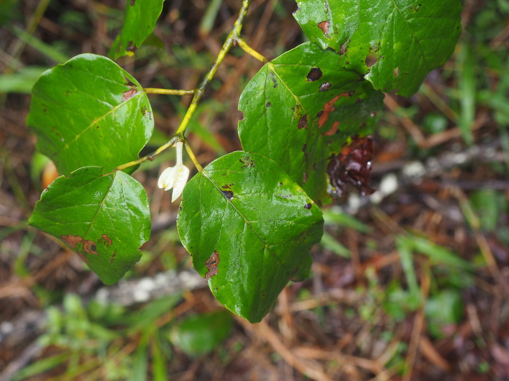 Kangaroo Vine from Valla NSW 2448, Australia on November 24, 2023 at 07:58 AM by Nathanael Green ...