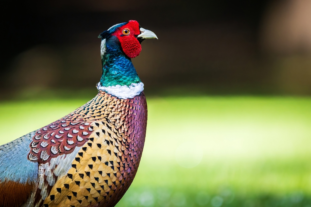 Ring-necked Pheasant from One Tree Hill, Auckland, New Zealand on ...