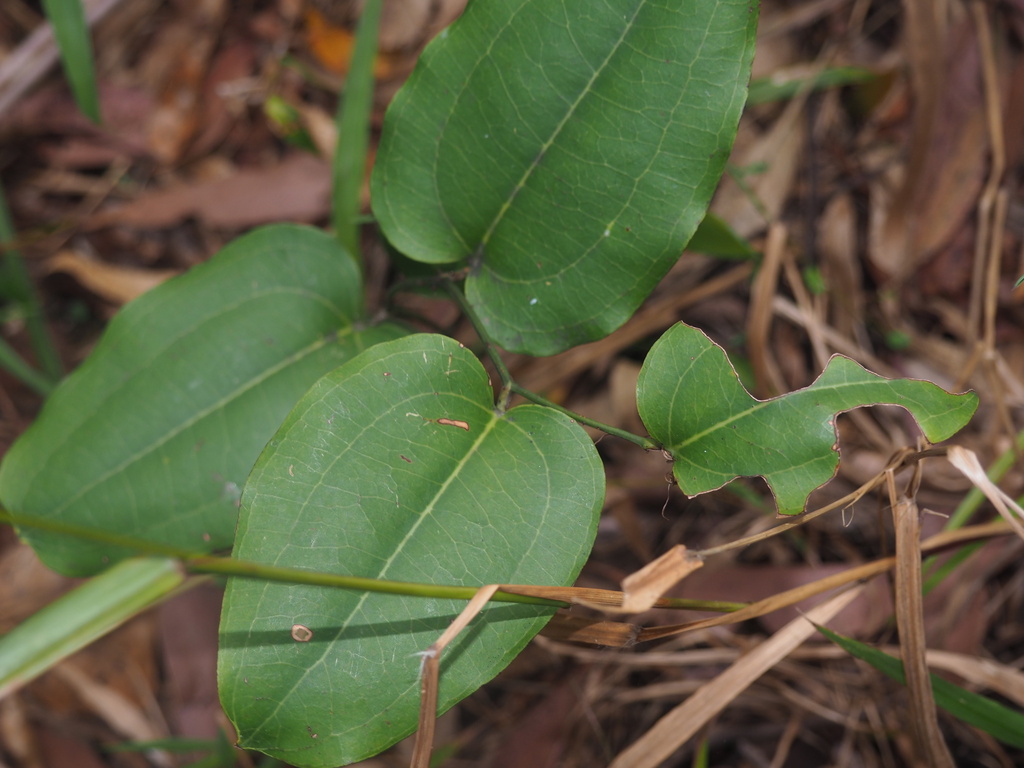 Austral Sarsaparilla from Valla NSW 2448, Australia on November 24, 2023 at 04:45 PM by ...
