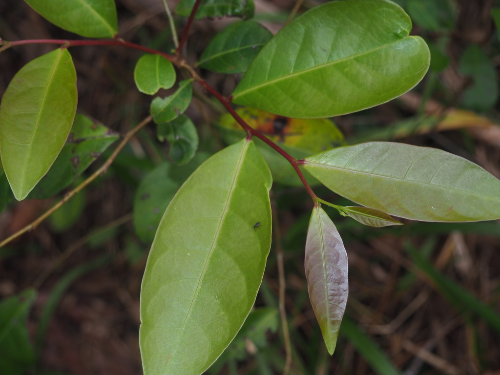 Cheese Tree from Valla NSW 2448, Australia on November 24, 2023 at 04: ...