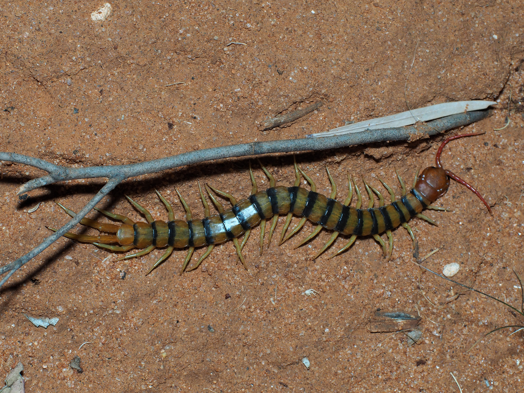 Red-headed Centipede from Boorabbin WA 6429, Australia on November 6 ...