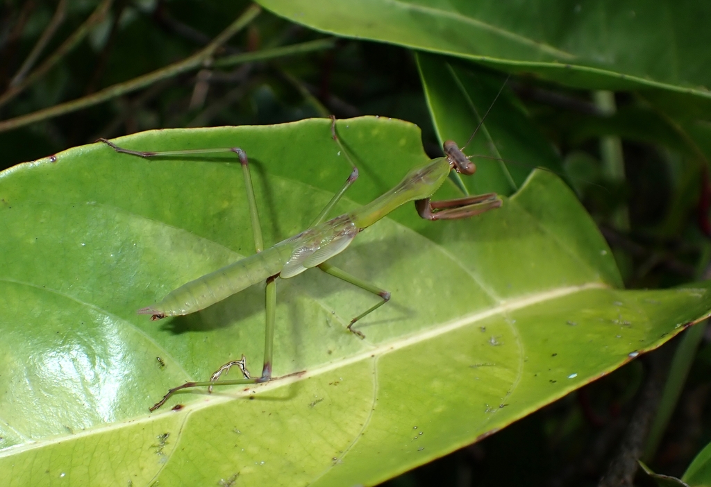 Notomantis brunneriana from Touho, Nouvelle-Calédonie on November 25 ...