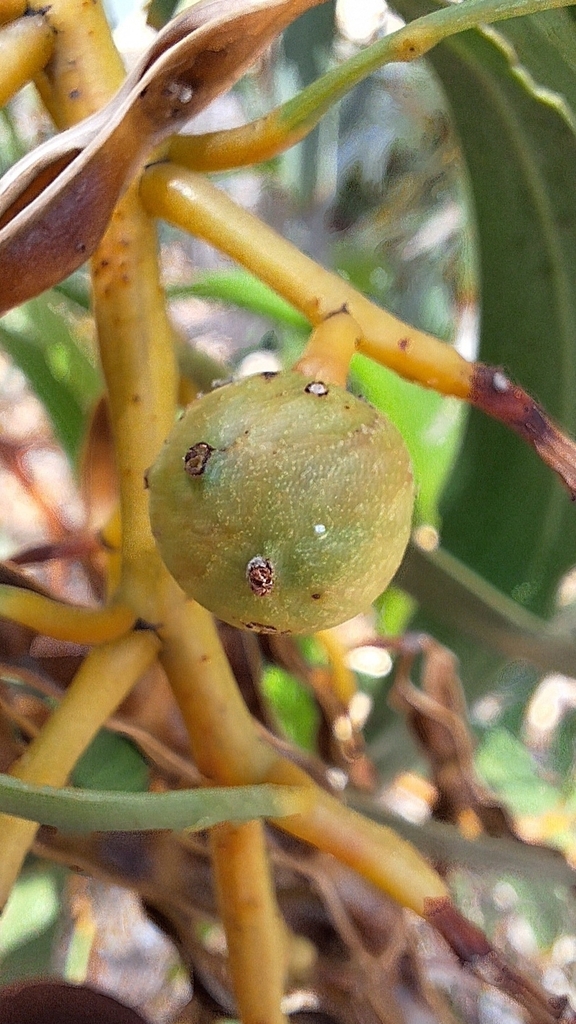 Golden Wattle Gall Wasp from Hendon SA 5014, Australia on November 25 ...
