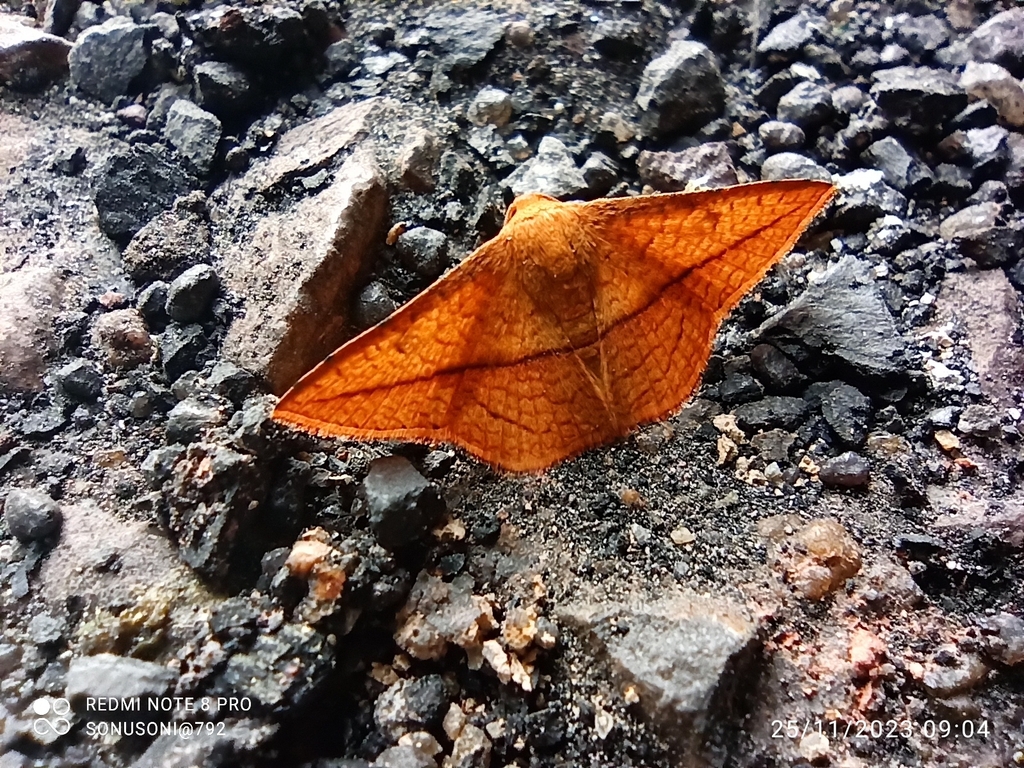 Striglina scitaria from CM7P+368, Korba, Chhattisgarh 495450, India on ...