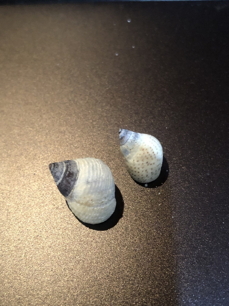 Cloudy Periwinkle from Wolf island, Georgia on November 24, 2023 at 05: ...