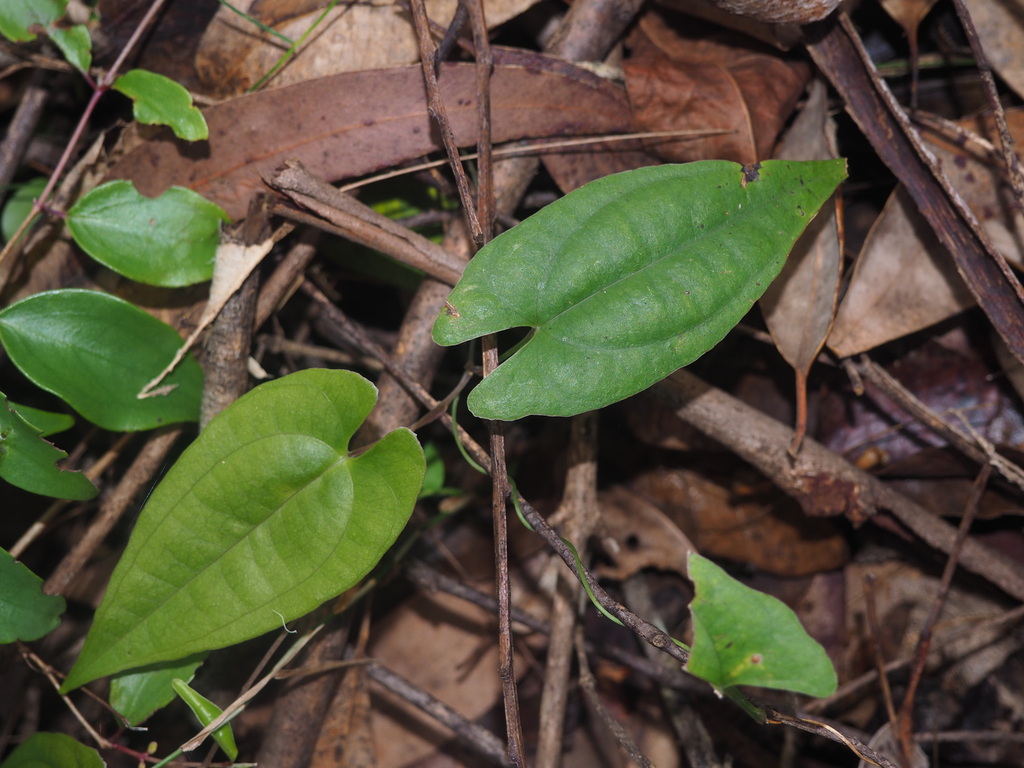 Common Yam Vine from Valla NSW 2448, Australia on November 24, 2023 at 04:49 PM by Nathanael ...